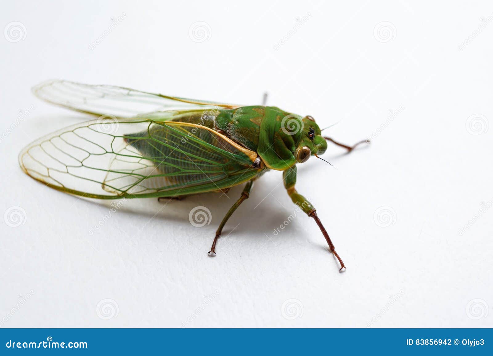 Close up of the cicada stock photo. Image of life, body - 83856942
