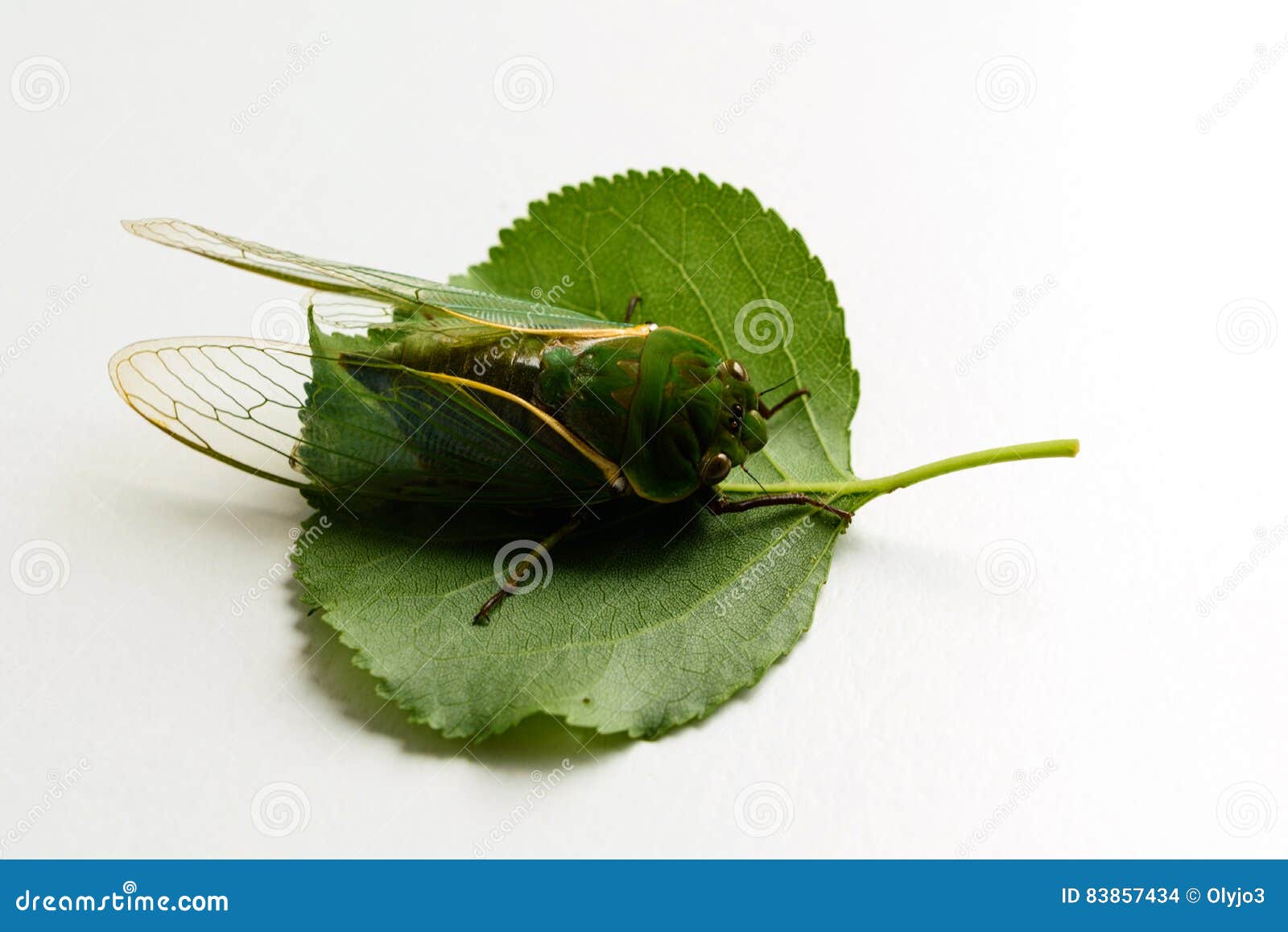 Close up of the cicada stock photo. Image of cicada, close - 83857434