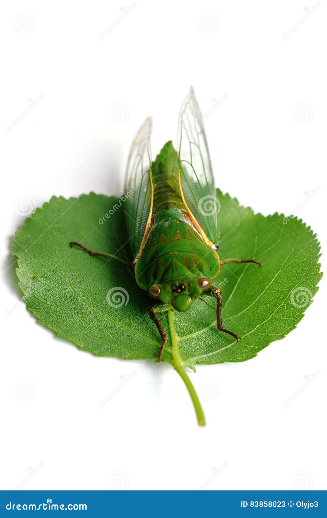 Close up of the cicada stock image. Image of head, cicada - 83858023