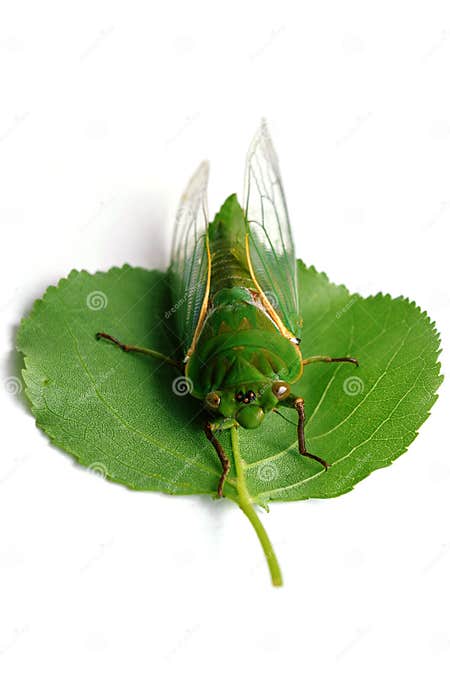 Close up of the cicada stock image. Image of head, cicada - 83858023