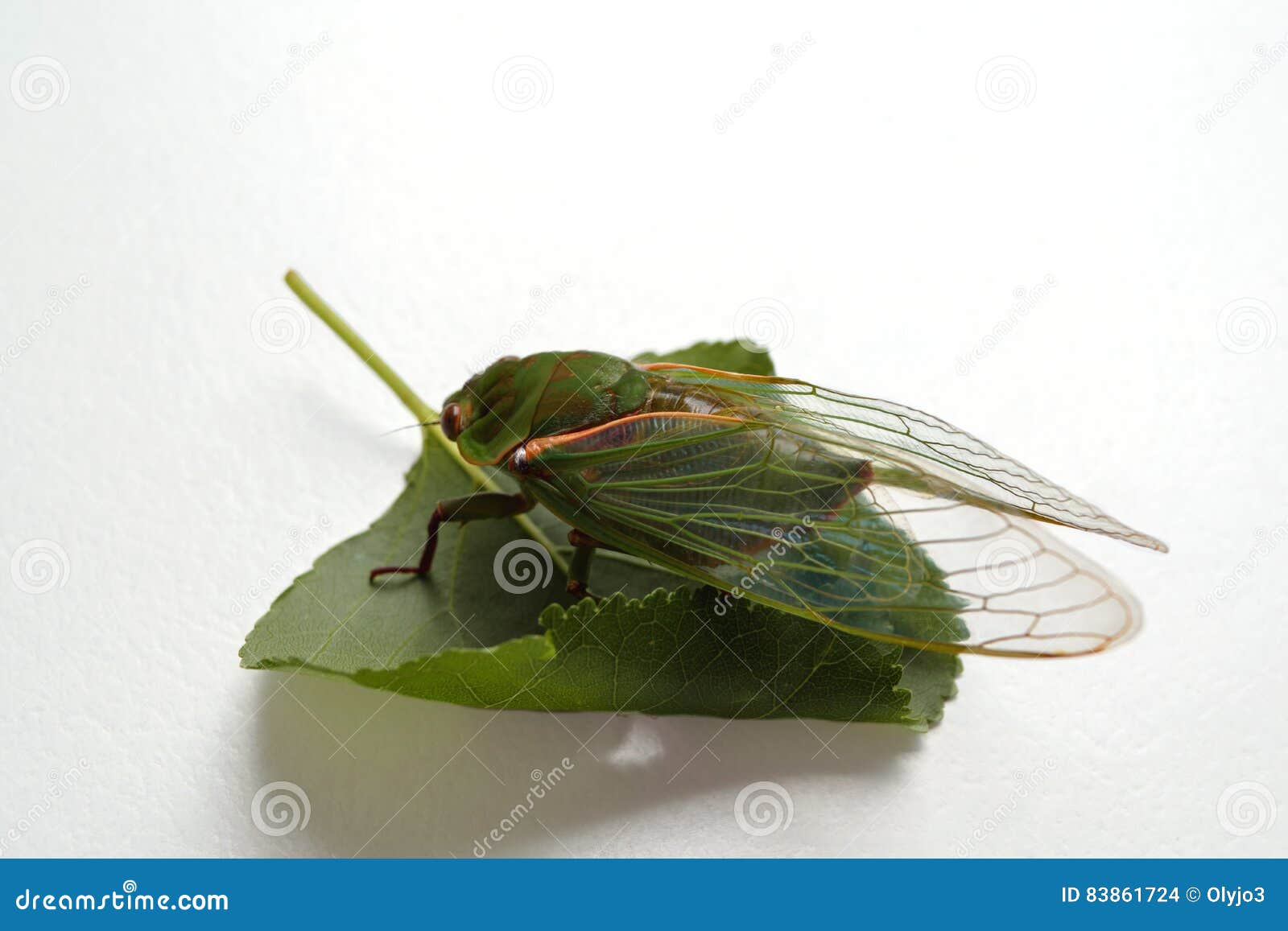 Close Up Of A Cicada Killer Wasp Or Cicada Hawk. Stock Photo ...