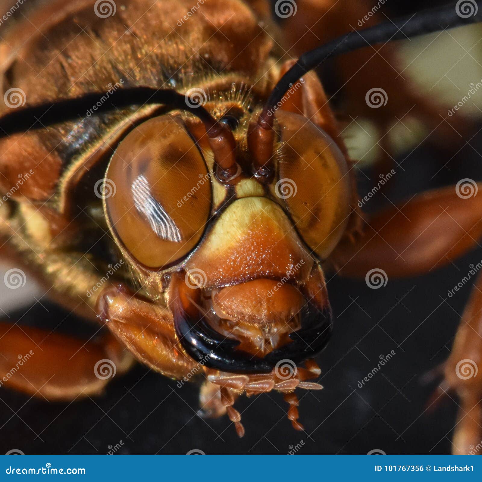 Close Up of a Cicada Killer Wasp or Cicada Hawk. Stock Photo - Image of ...