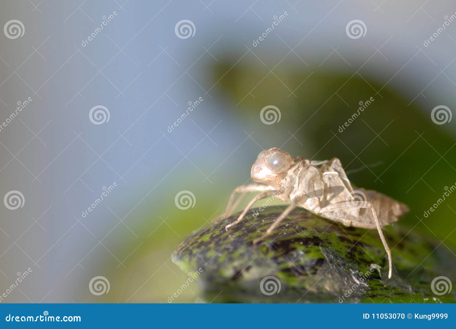Close-up cicada shell stock photo. Image of wildlife - 11053070