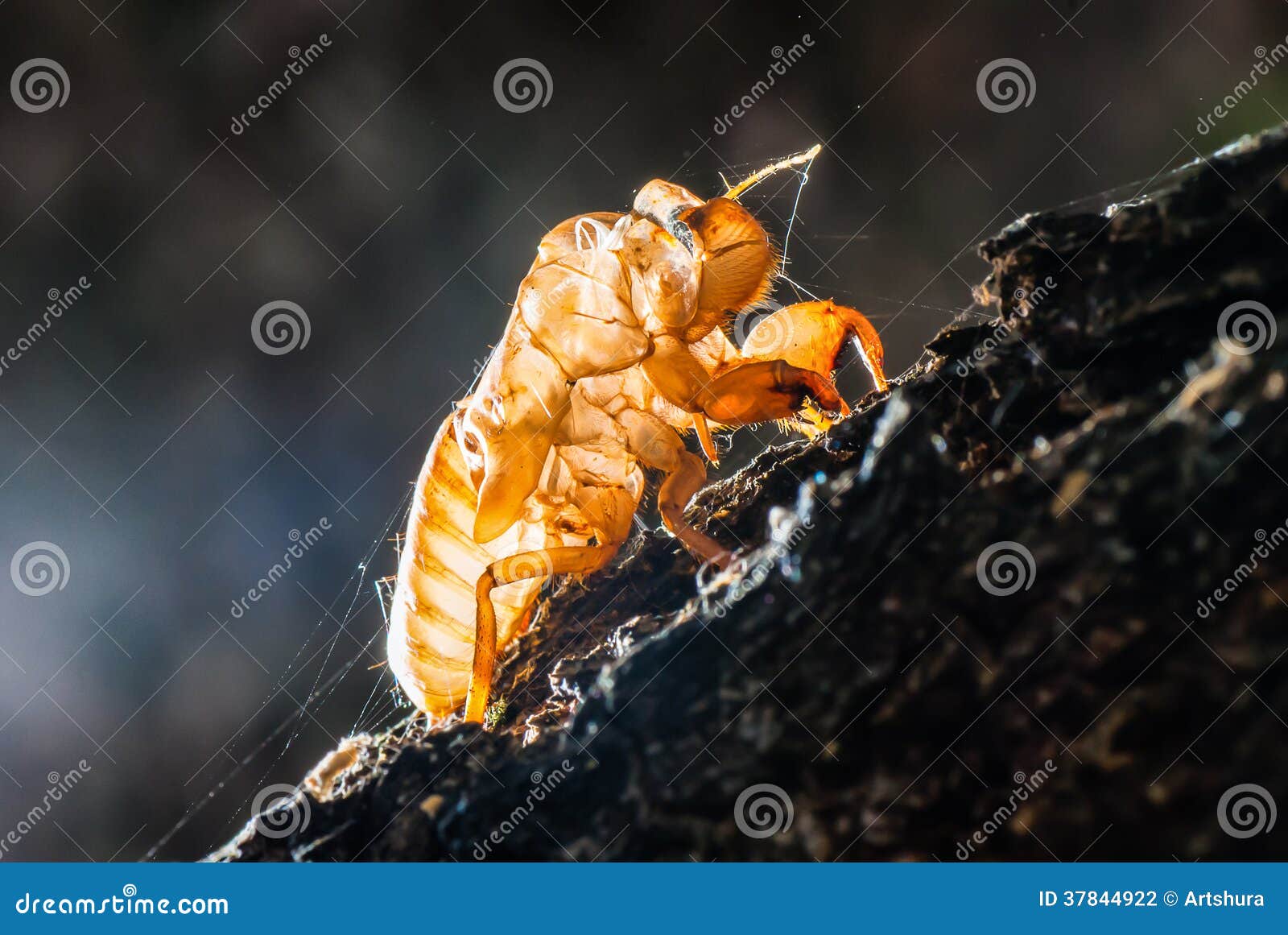 Close Up Cicada Shell Which Leave on the Tree Stock Photo - Image of ...