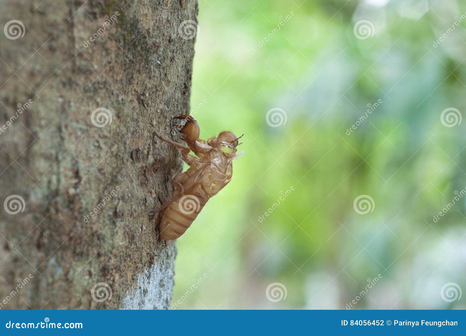 Close up cicada shell stock photo. Image of tree, change - 84056452
