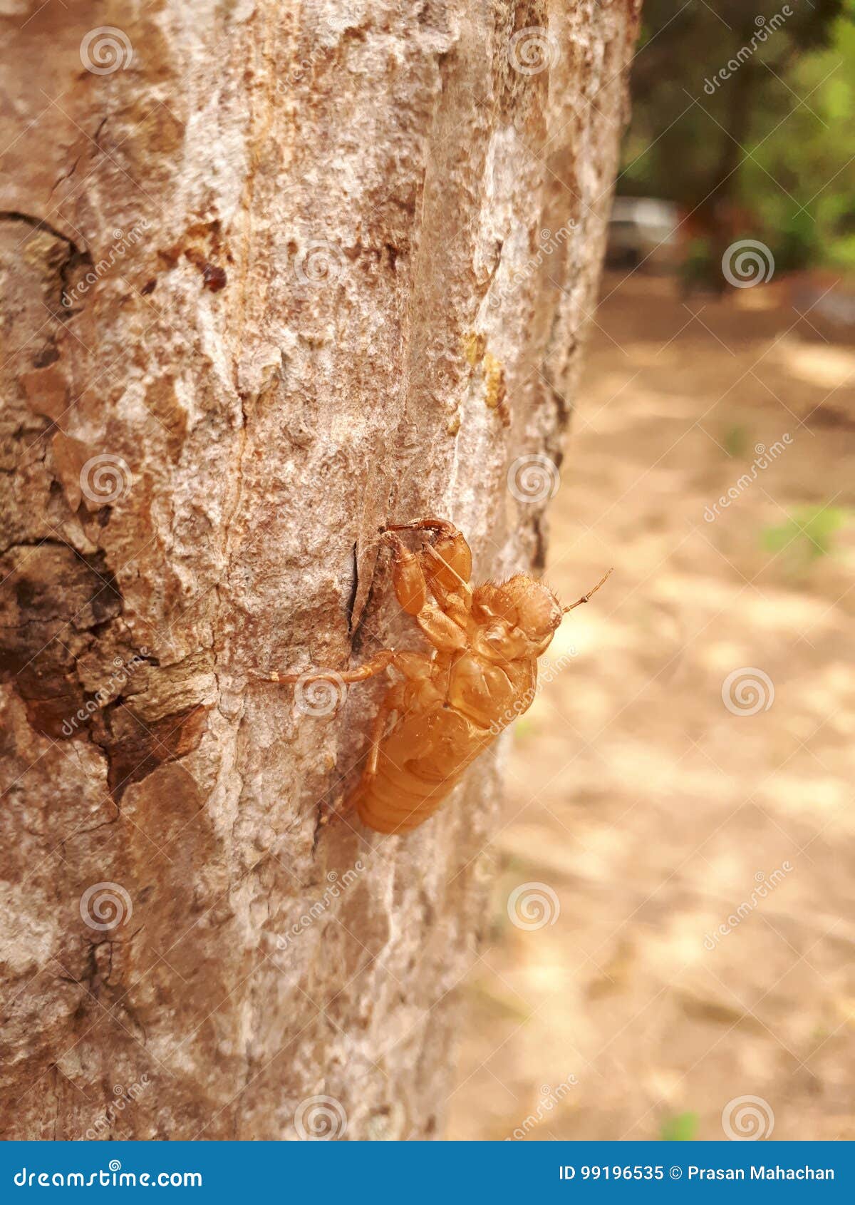 Cicada shell stock image. Image of leave, thailand, farm - 99196535
