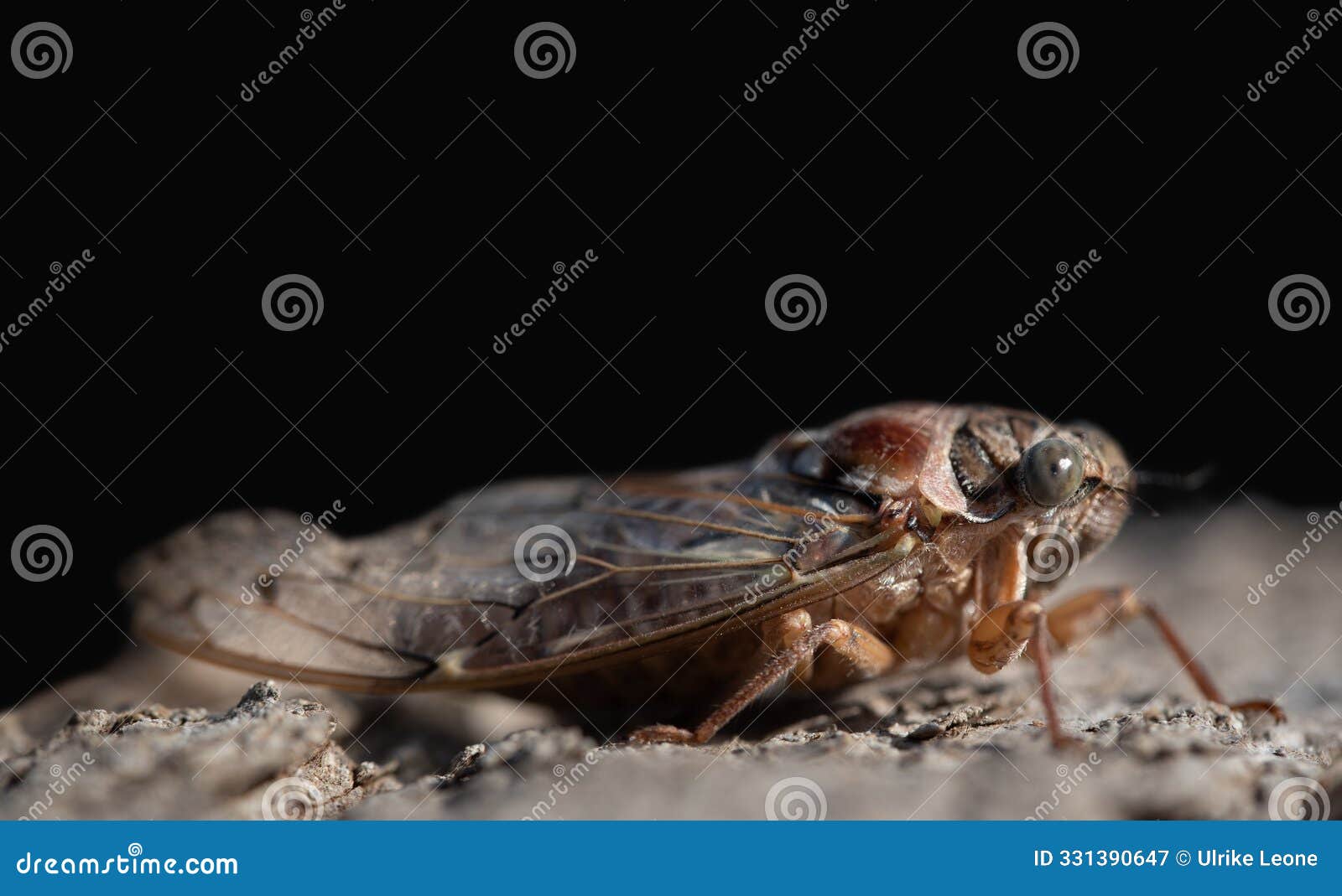 Close-up Of Cicada Molting On Leaves, Cicada Molting On Leaves Royalty ...