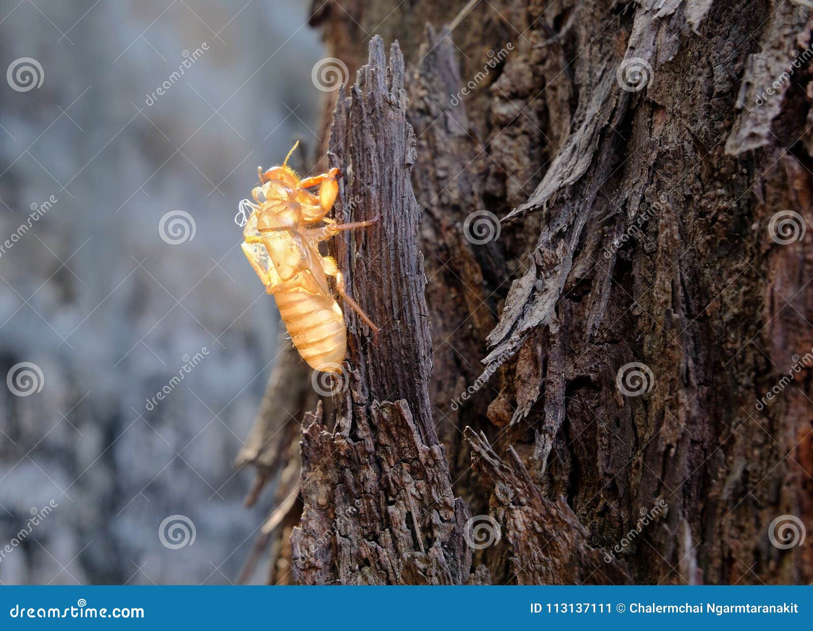Close Up Cicada Slough or Molt Stock Image - Image of closeup, shell ...