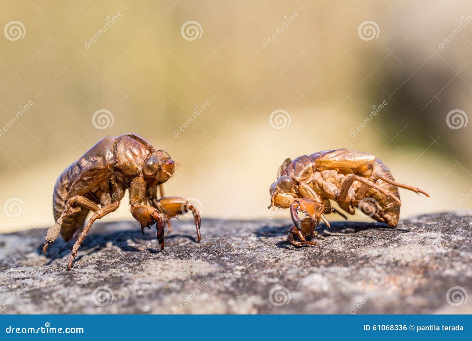 Close Up Cicada Slough on the Stone Stock Photo - Image of life, nature ...