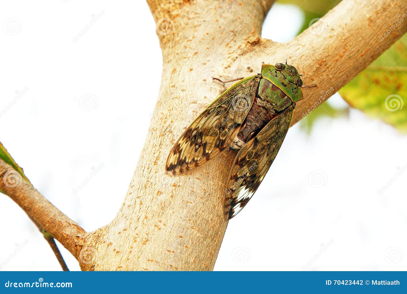 Close-up of cicada on tree stock photo. Image of horizontal - 70423442