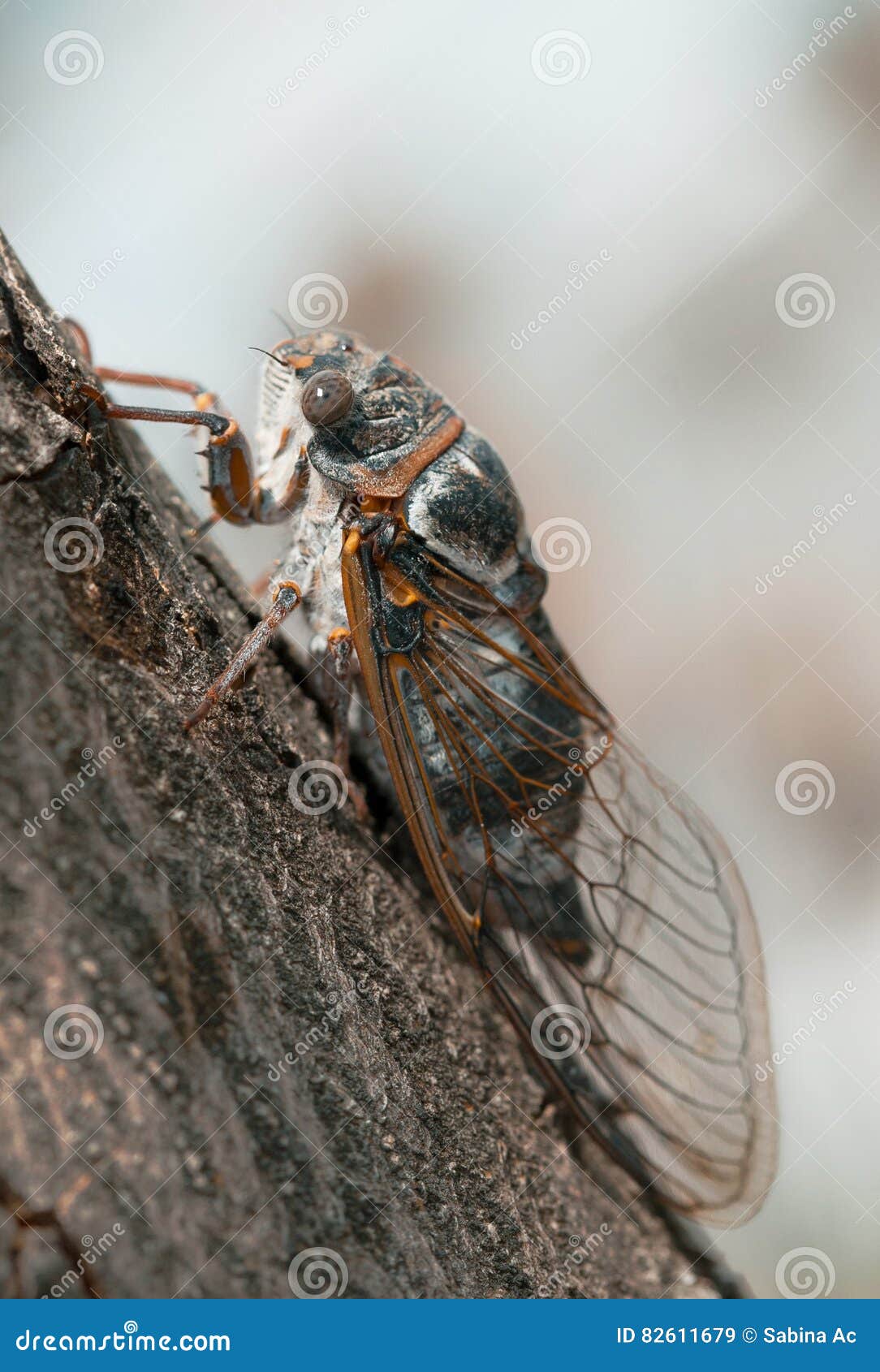 Close-up of Cicada on the Tree Stock Image - Image of winged, trunk ...