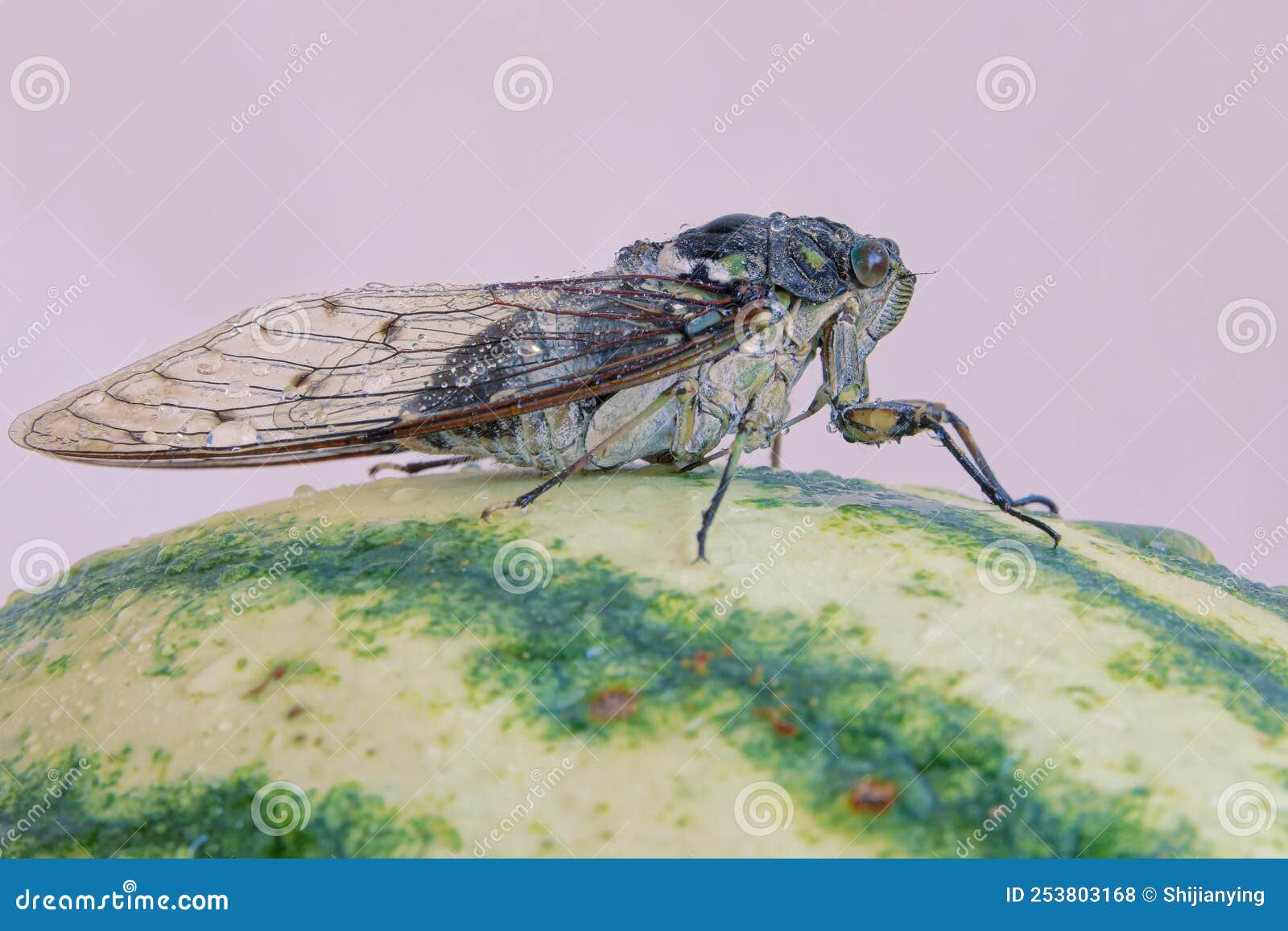 Cicada stock photo. Image of wildlife, insects, fruit - 253803168