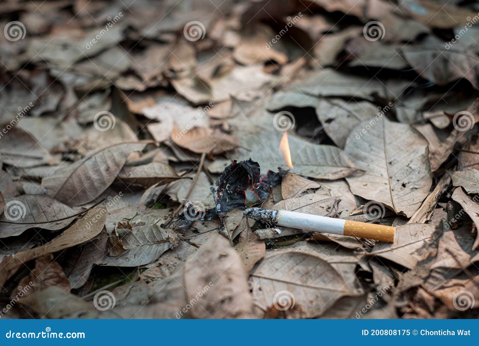 Close Up Cigarette Non-smoked Carelessly are Thrown into Dry Grass on ...