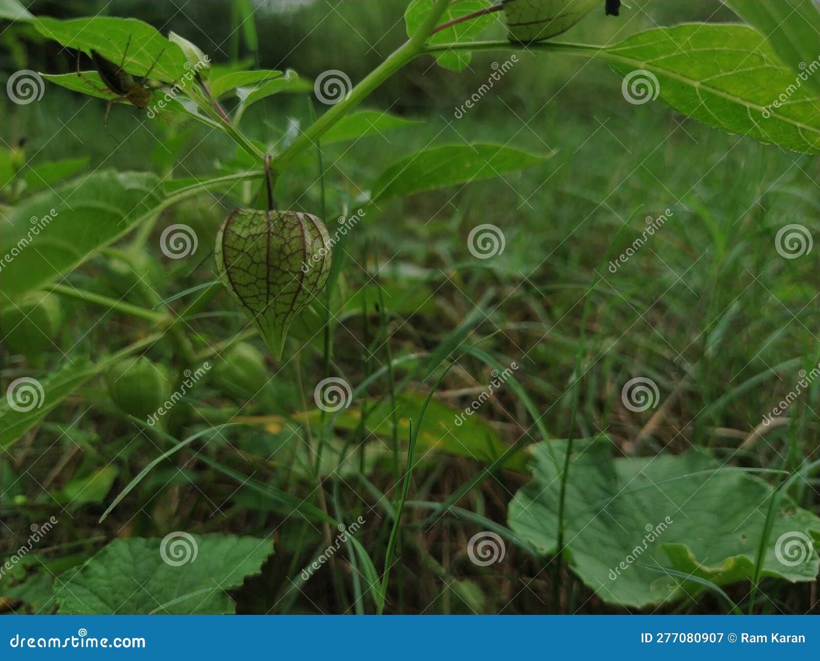 Close-up of a Ciplukan, Physalis Minima Stock Image - Image of meadow ...