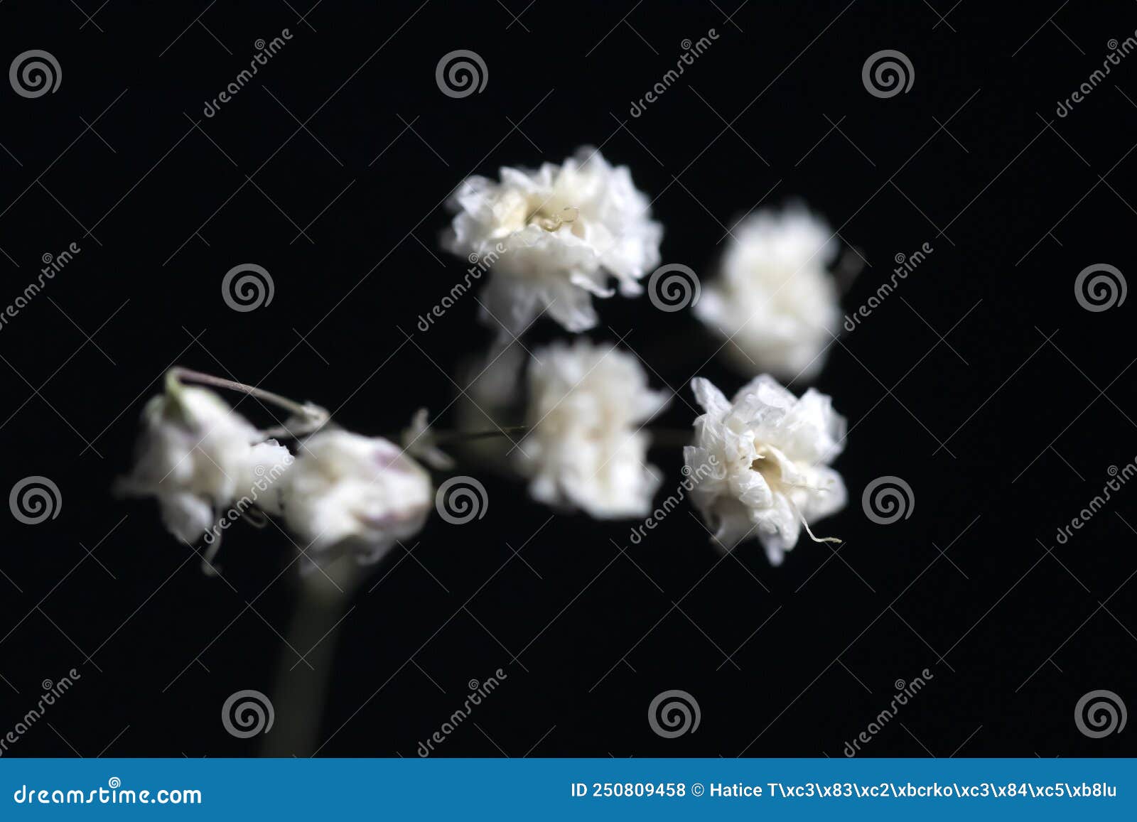 Cipso Stock Photos - Free & Royalty-Free Stock Photos from Dreamstime