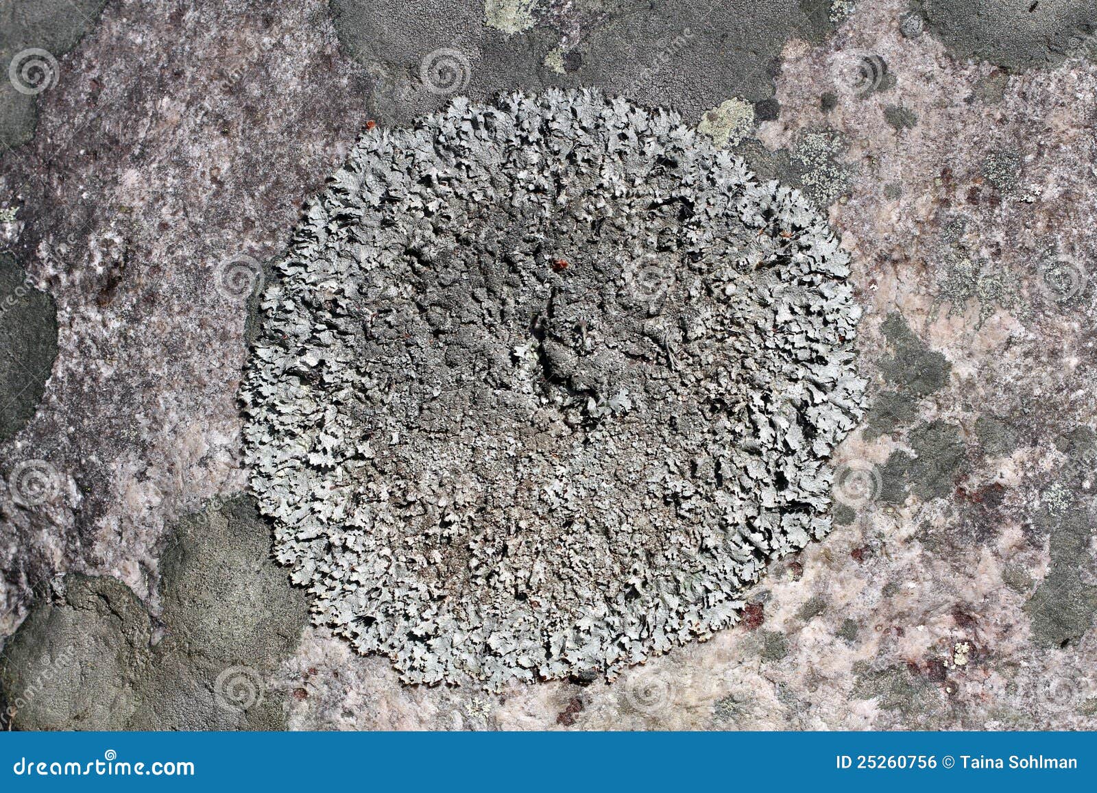 Close Up of Circular Parmelia Lichen Stock Photo - Image of foliaceous ...