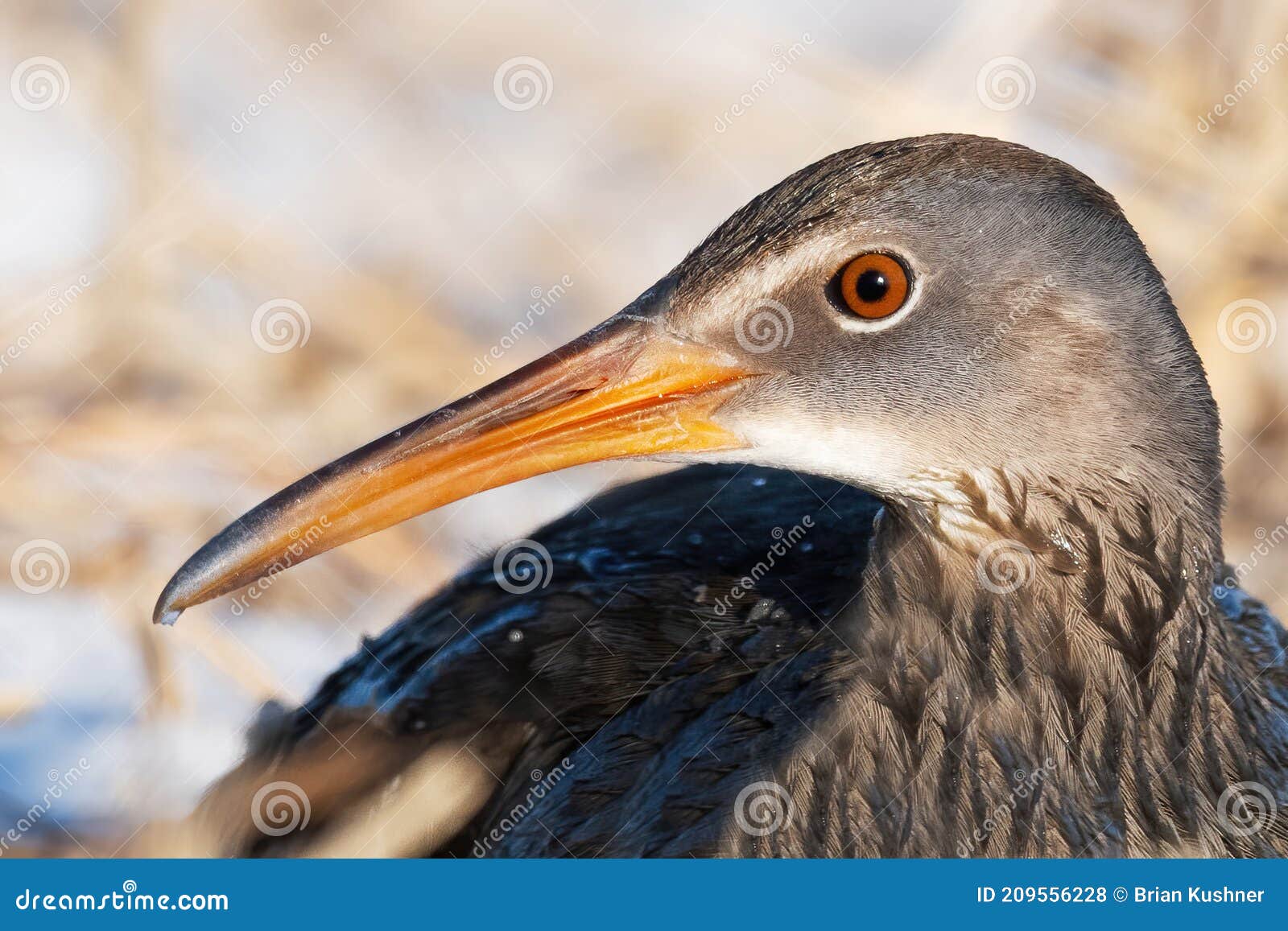 A Close-up of a Clapper Rail Stock Photo - Image of bird, marsh: 209556228