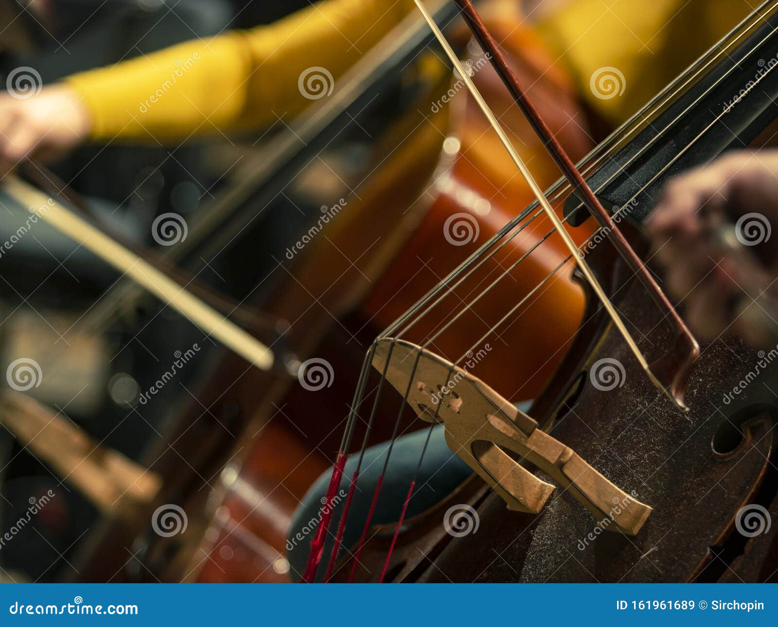 Close-up on Classical String Instruments - Double Bass - Side View ...