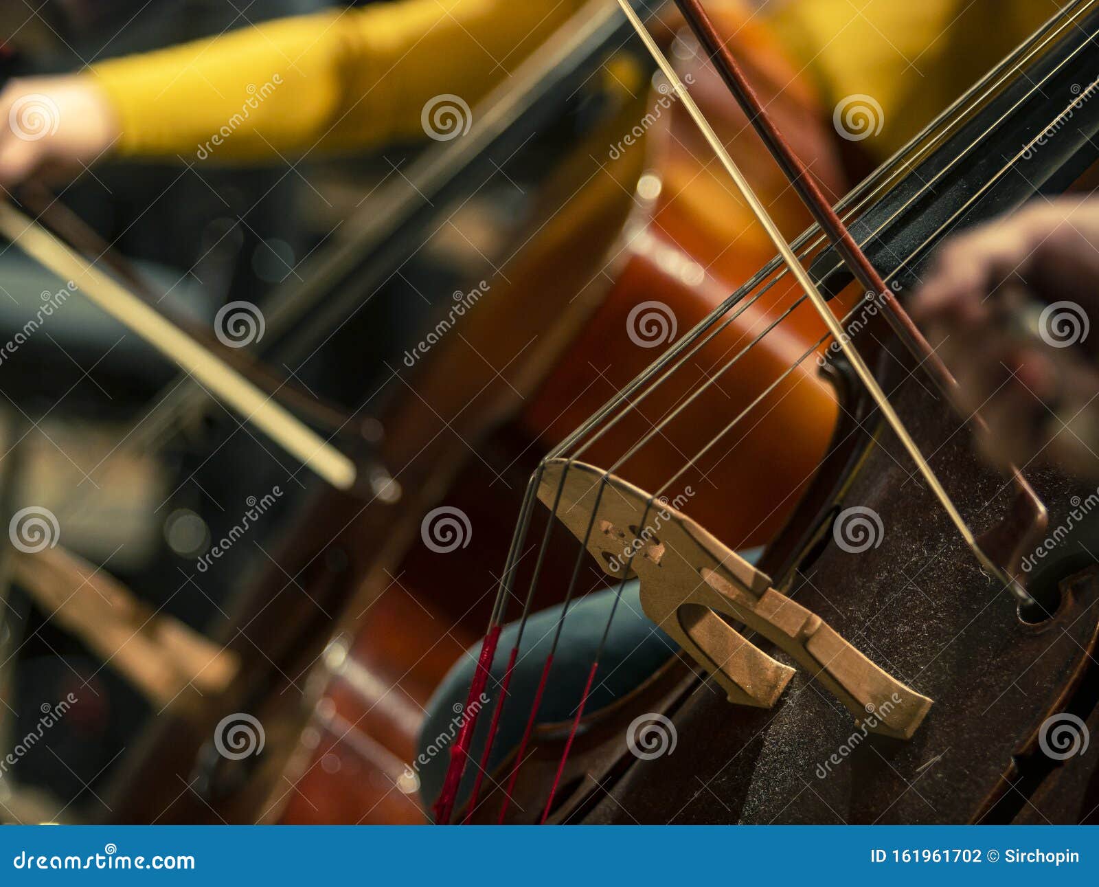 Close-up on Classical String Instruments - Double Bass - Side View ...