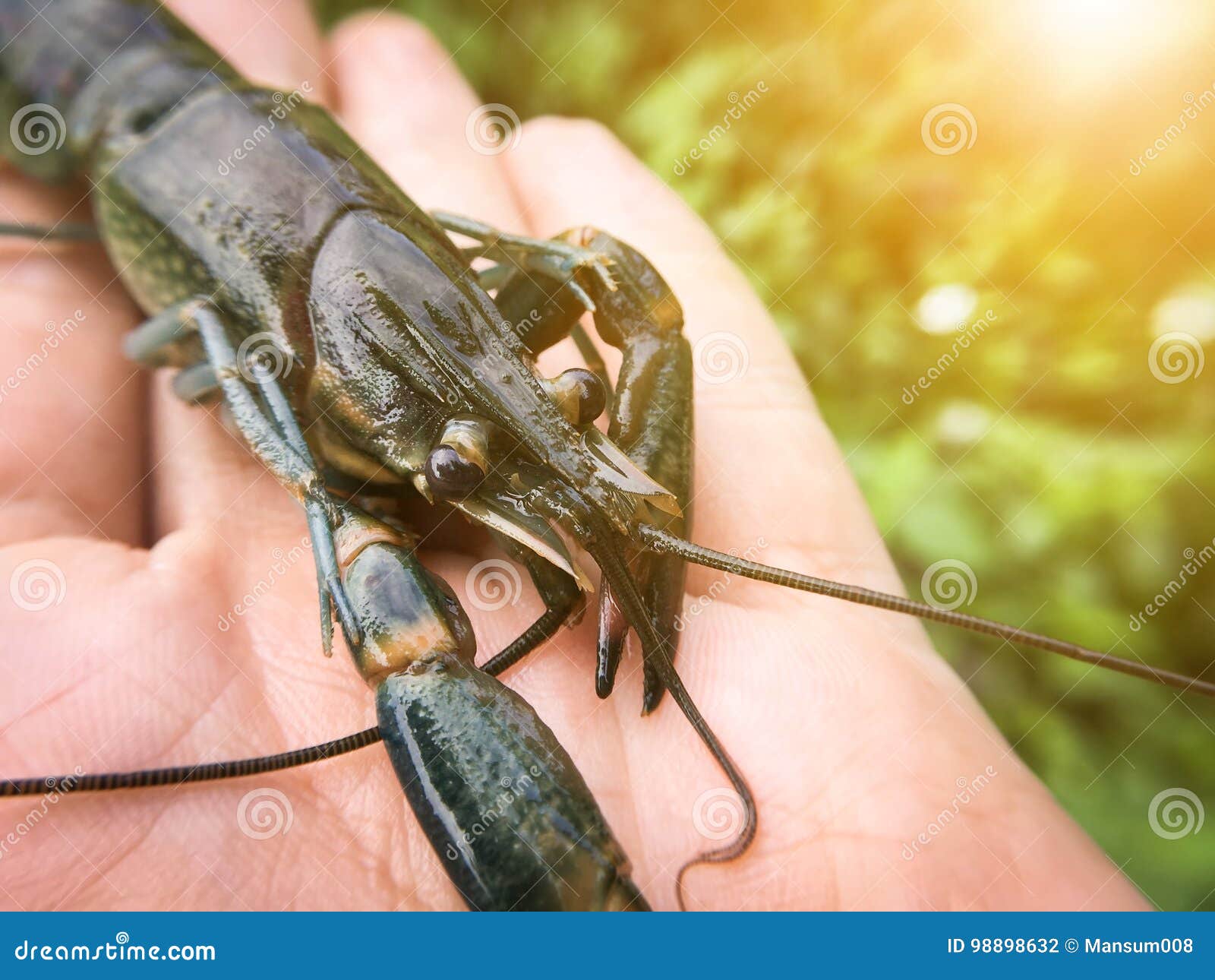 Claw crayfish on man hand stock photo. Image of closeup - 98898632