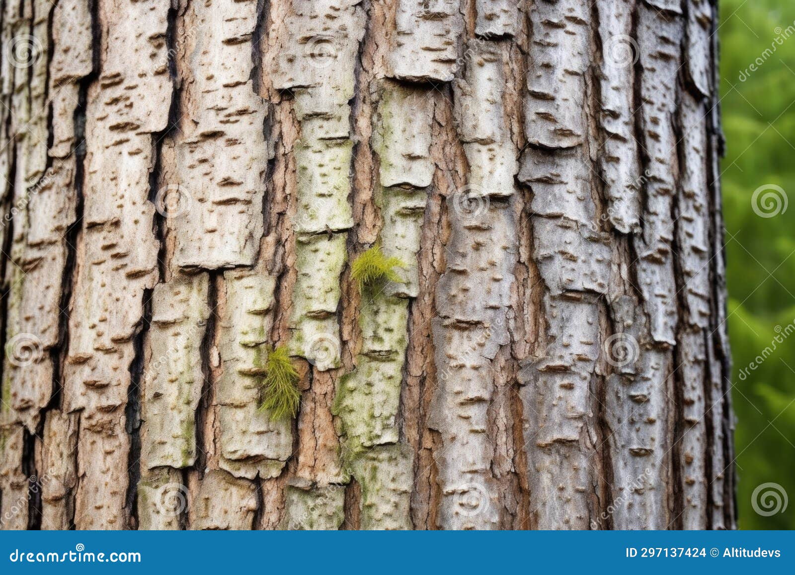 Close-up on Claw Marks on a Tree Bark Stock Illustration - Illustration ...