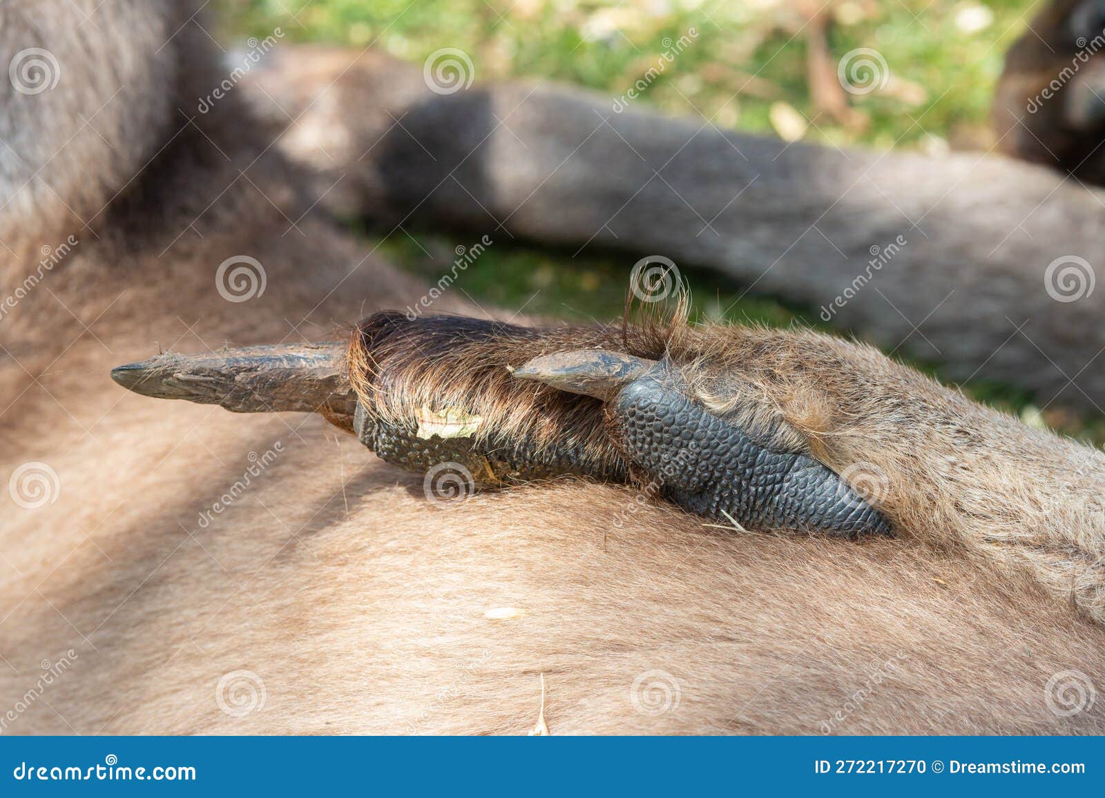 Kangaroo Claws