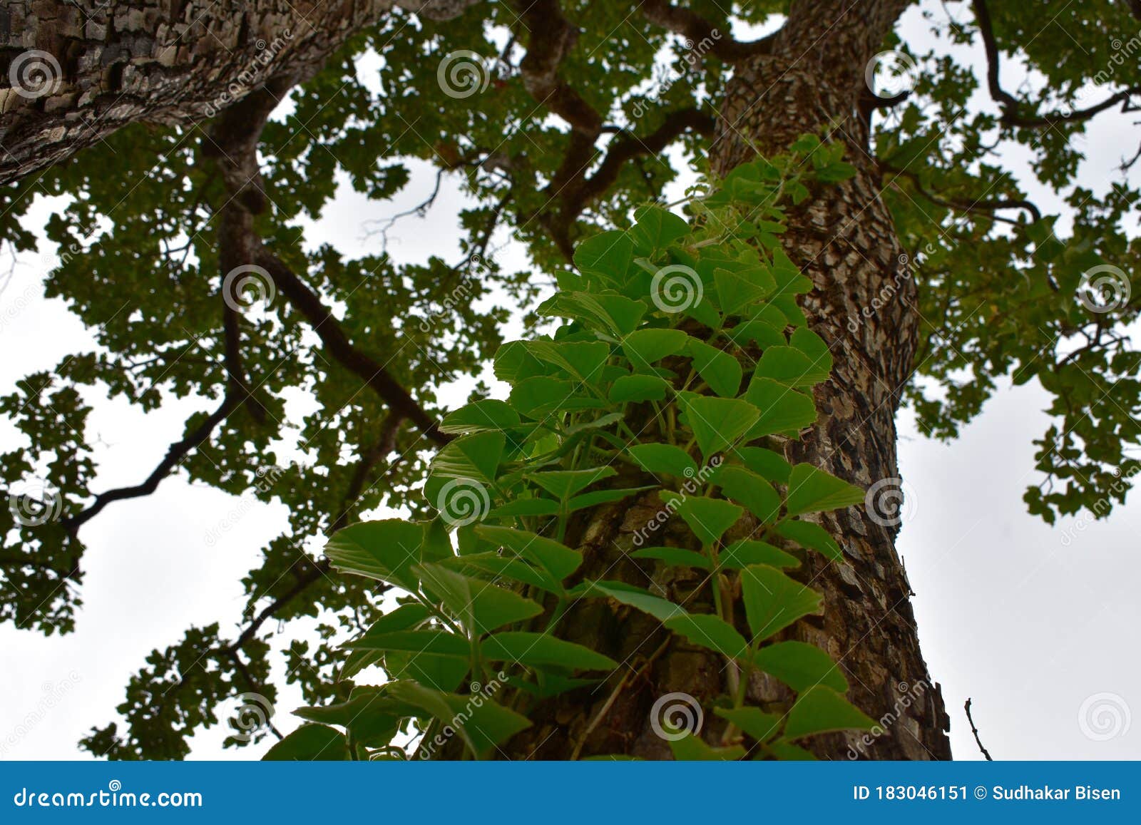 Close Up of Climbing Plants Climb on the Big Tree for Support Stock ...