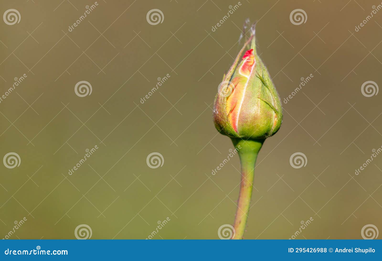 Close-up of a Closed Rose Bud Stock Photo - Image of light, nature ...