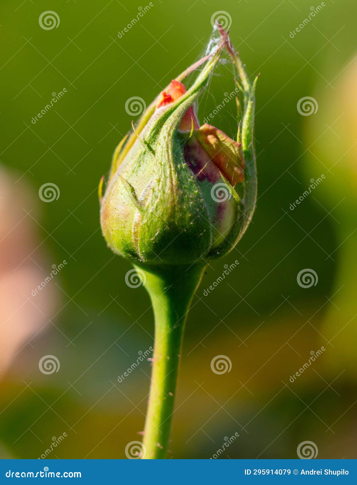 Close-up of a Closed Rose Bud Stock Image - Image of fresh, nature ...