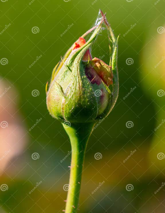 Close-up of a Closed Rose Bud Stock Image - Image of fresh, nature ...