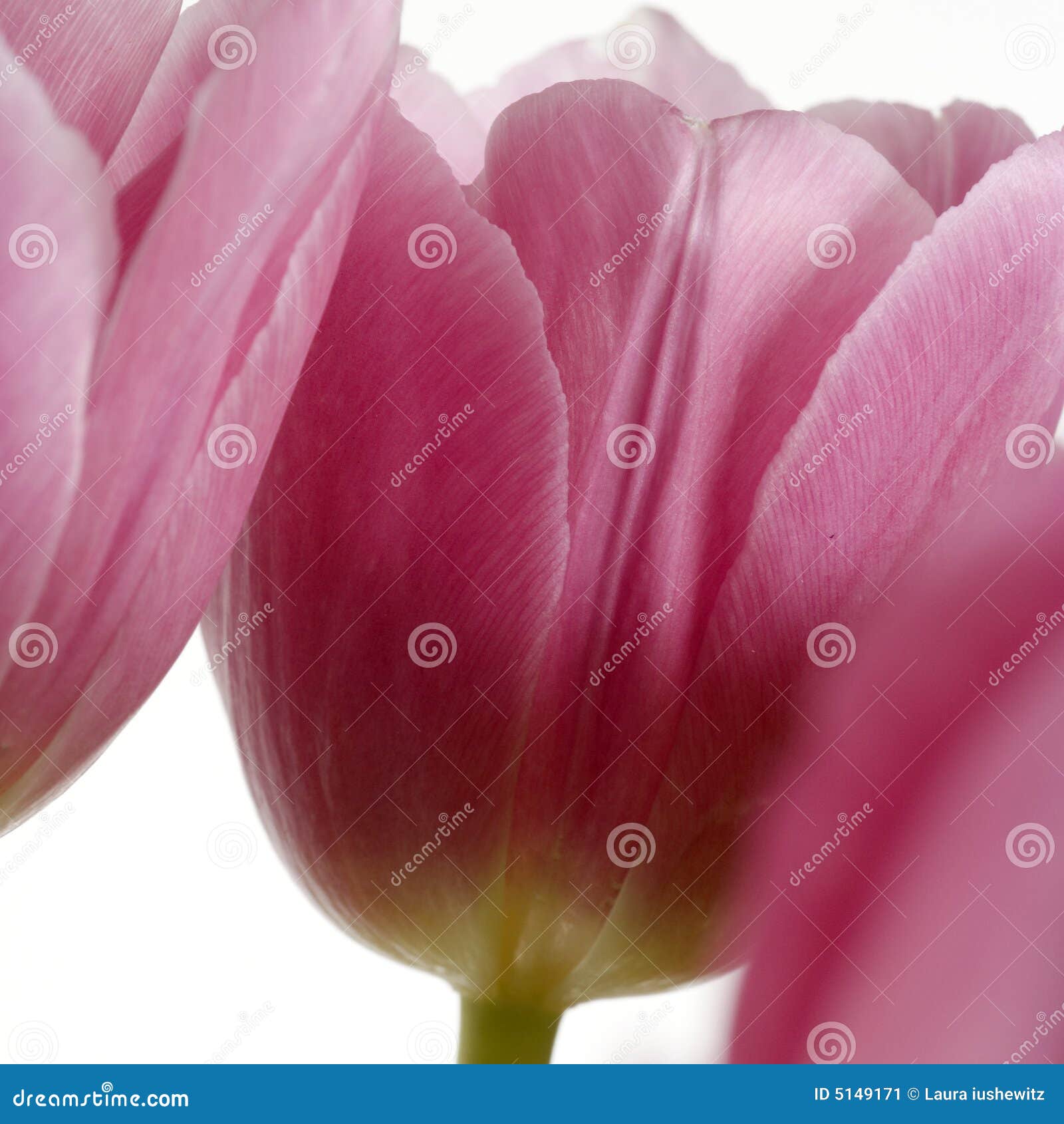 Close-up Closed Tulips Square Stock Image - Image of fragiles, colour ...