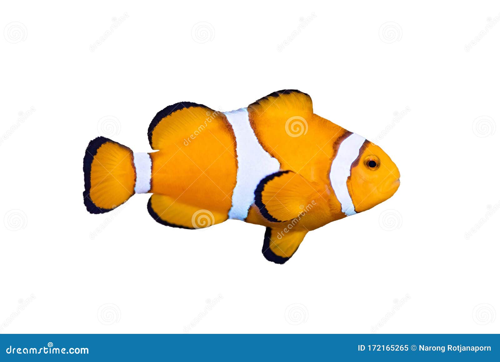Close Up Clown Fish Isolated on White Background Stock Image - Image of ...