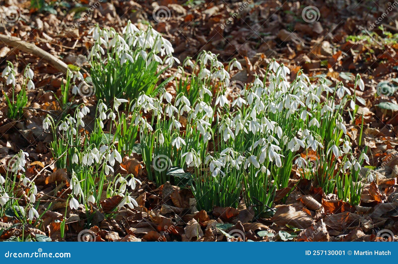Close Up of a Clump Snowdrops in Bloom Stock Image - Image of flora ...