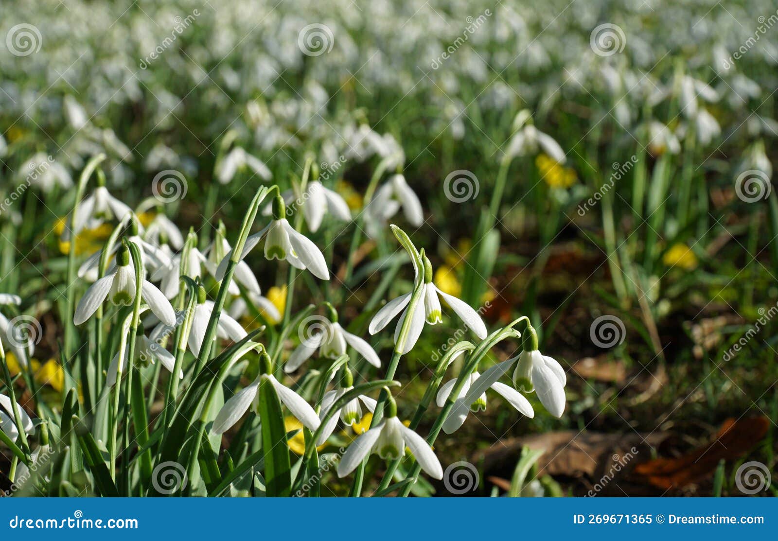 Close Up of a Clump Snowdrops in Bloom Stock Image - Image of field ...