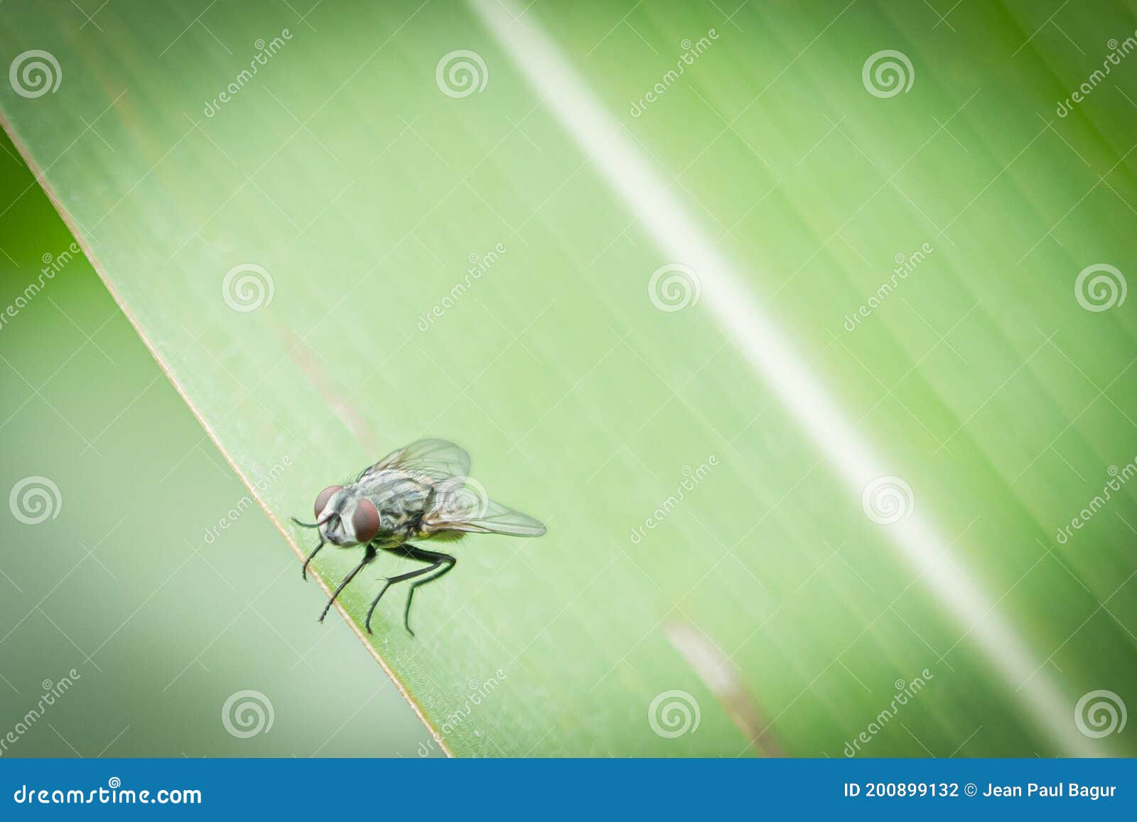 Close Up of Cluster Fly on Corn Leaf Stock Photo - Image of polleniidae ...