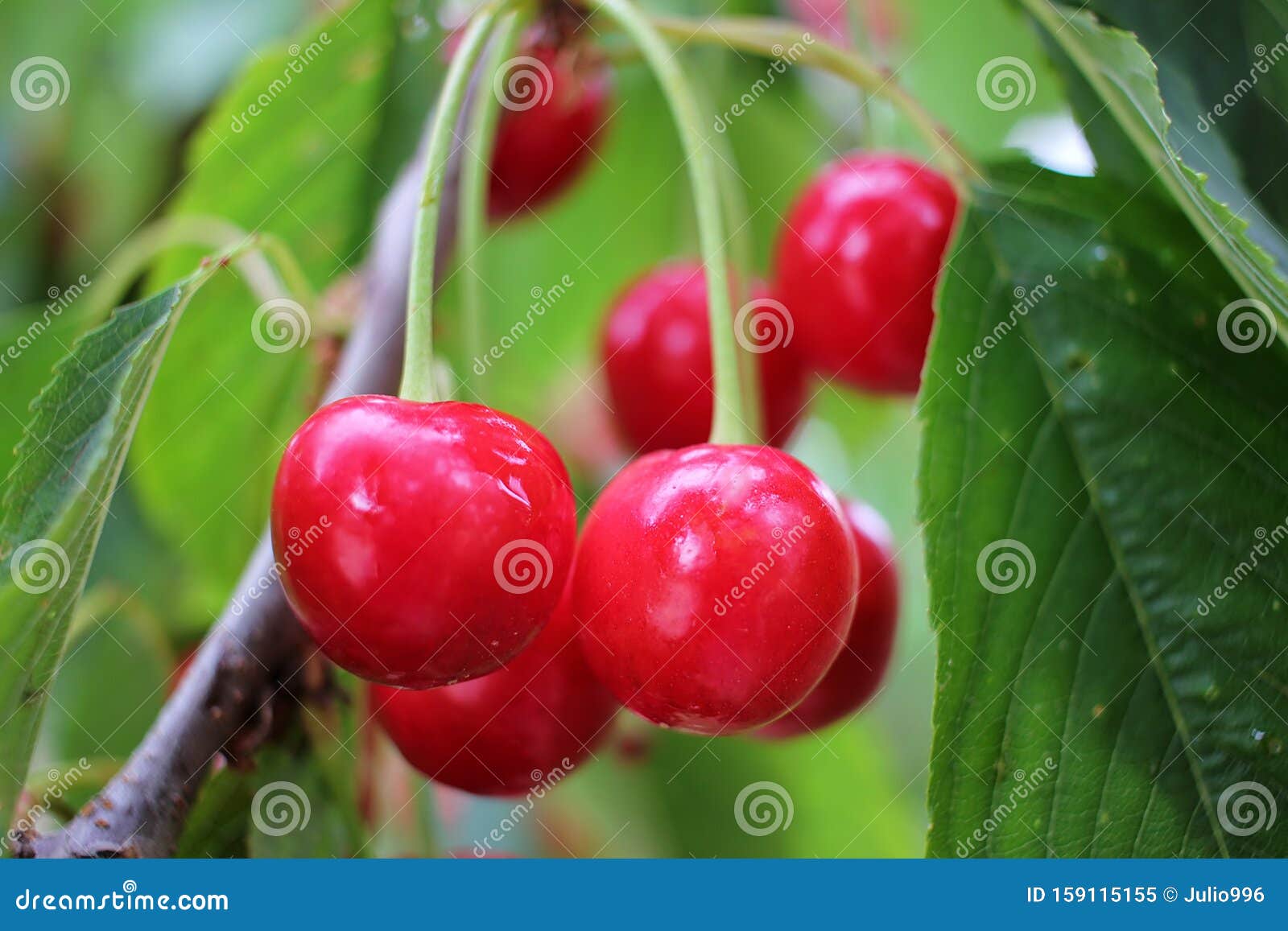 Cluster Of Cherries Royalty-Free Stock Photo | CartoonDealer.com #121332039