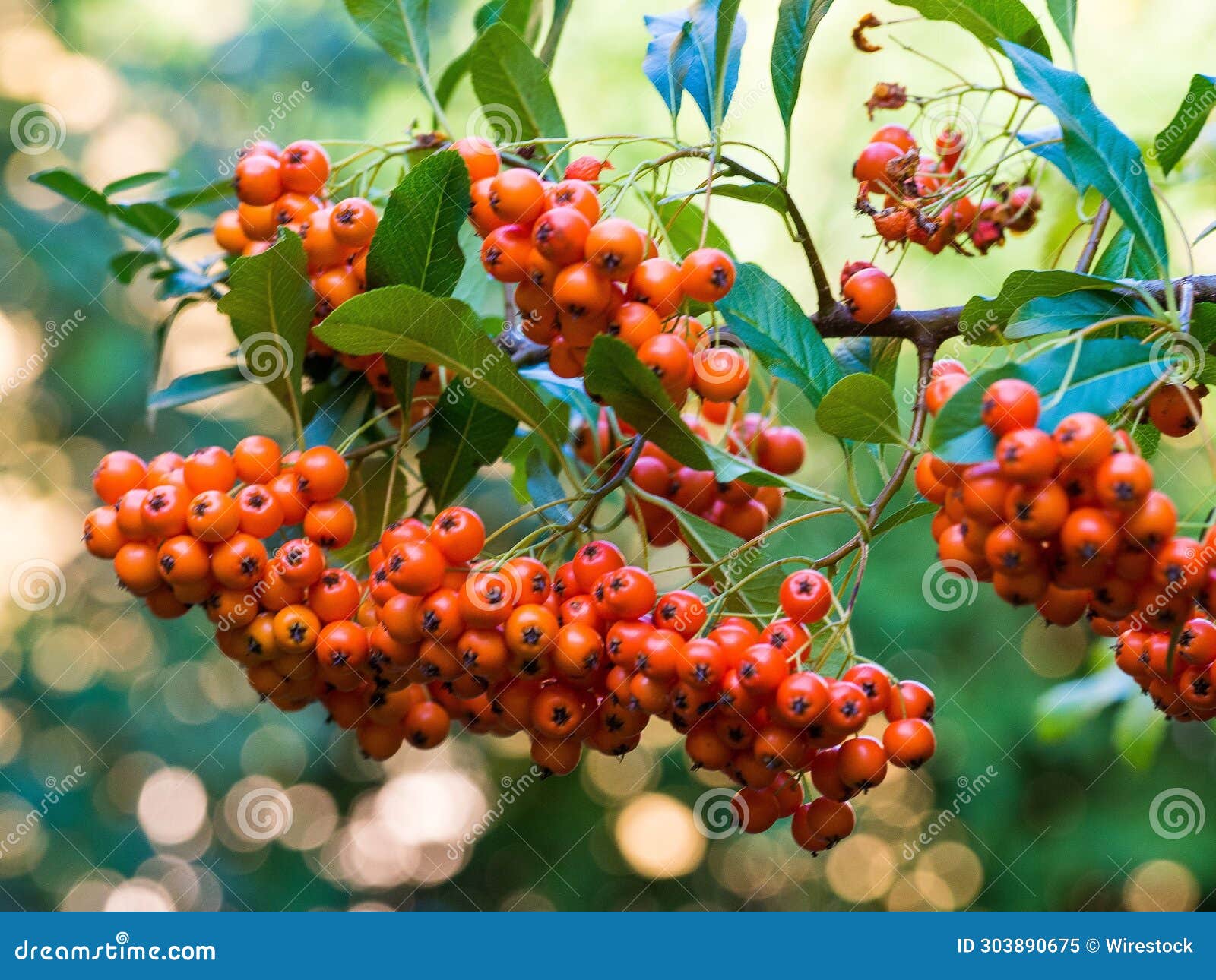 A Bunch of Small Orange Berries Hanging from a Tree in the Forest Stock ...