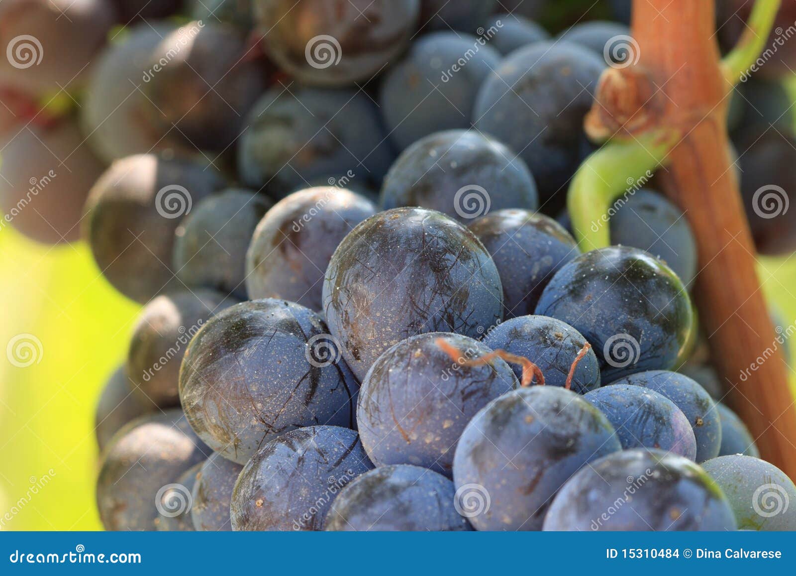 Close Up of Cluster of Wine Grapes Stock Photo - Image of grapes, ripe ...
