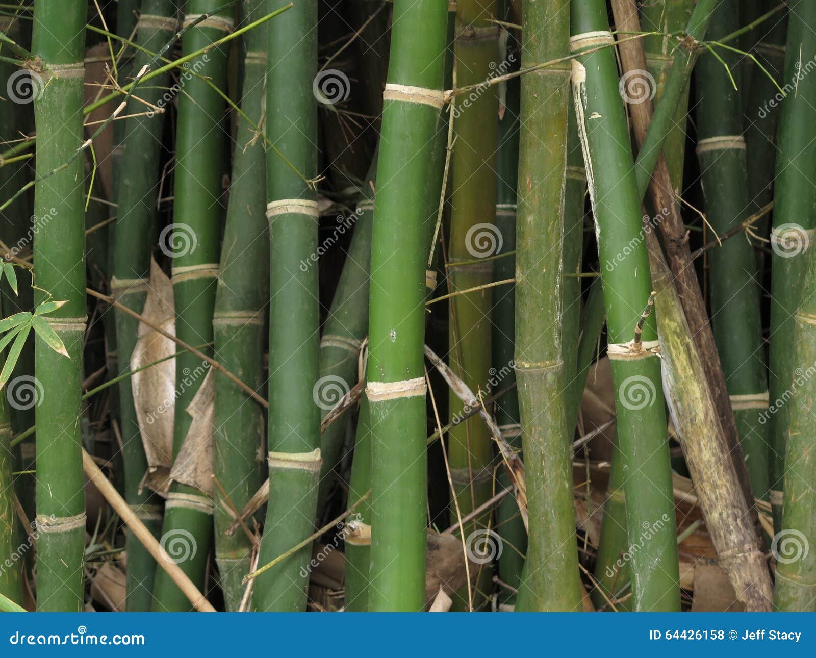 Close Up of Clustered Bamboo Stalks Stock Photo - Image of curled, tree ...