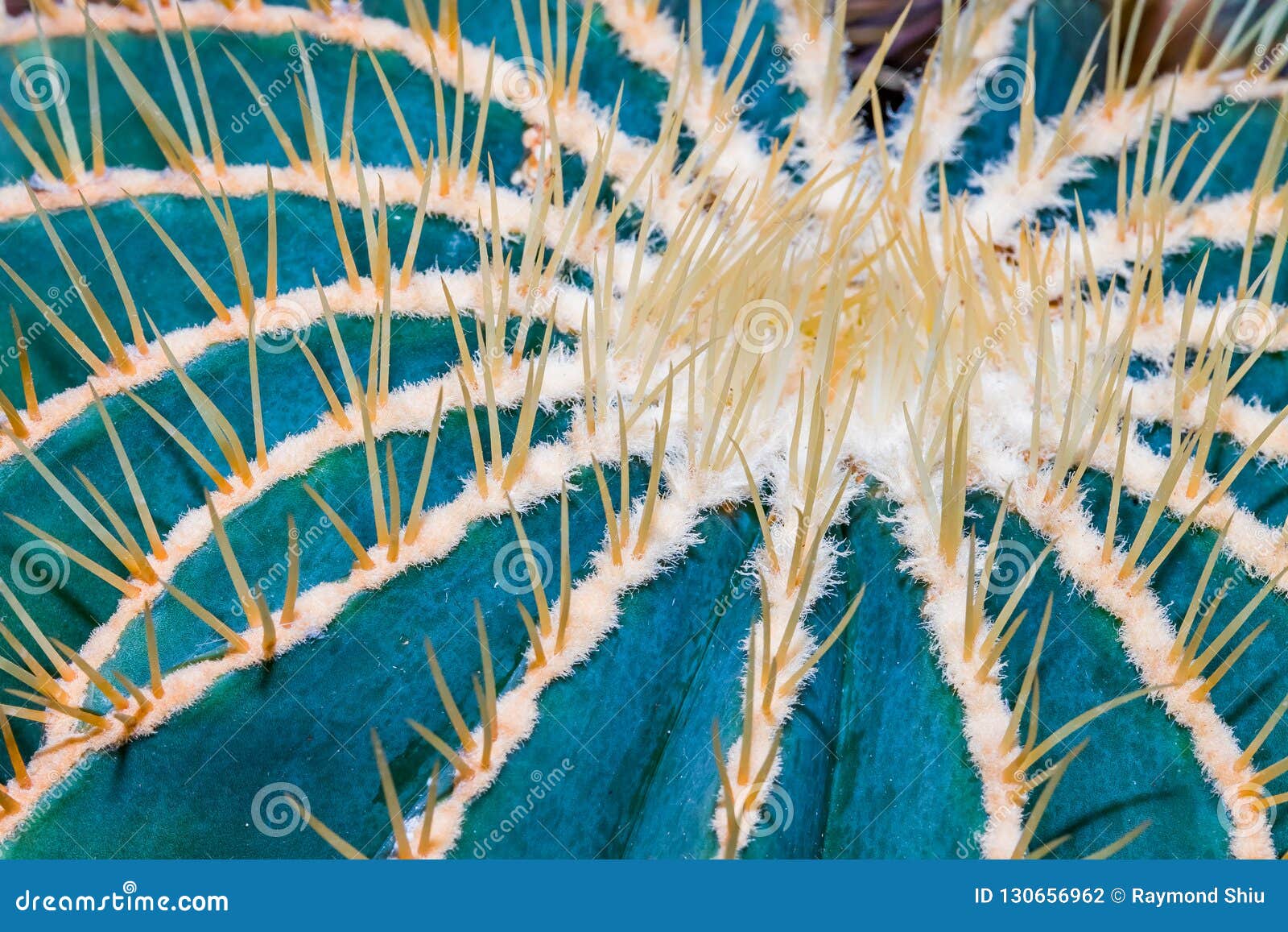 Cactus Spines stock photo. Image of flora, plant, gardens - 130656962
