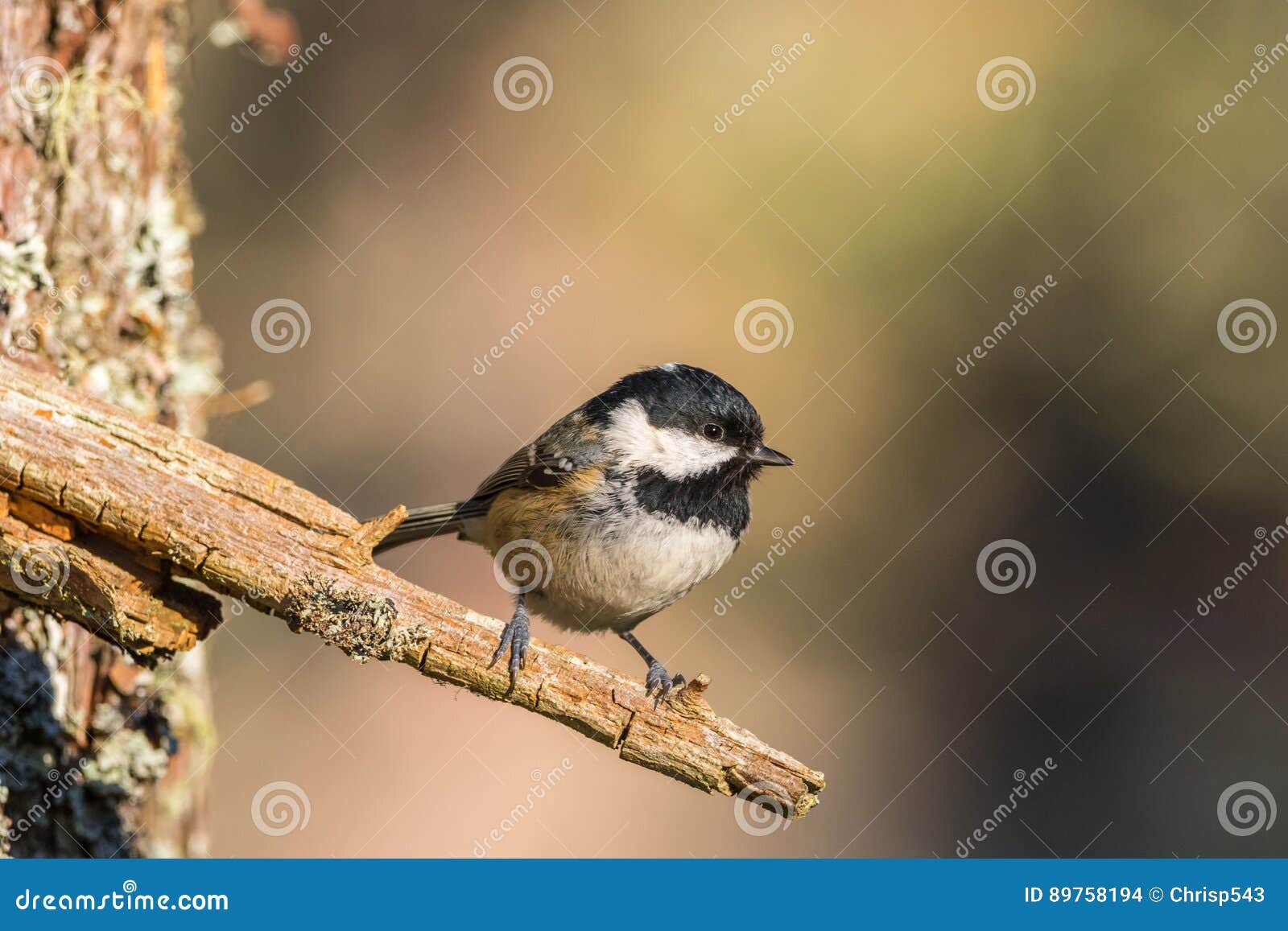 Close Up of a Coal Tit Periparus Ater Stock Photo - Image of closeup ...