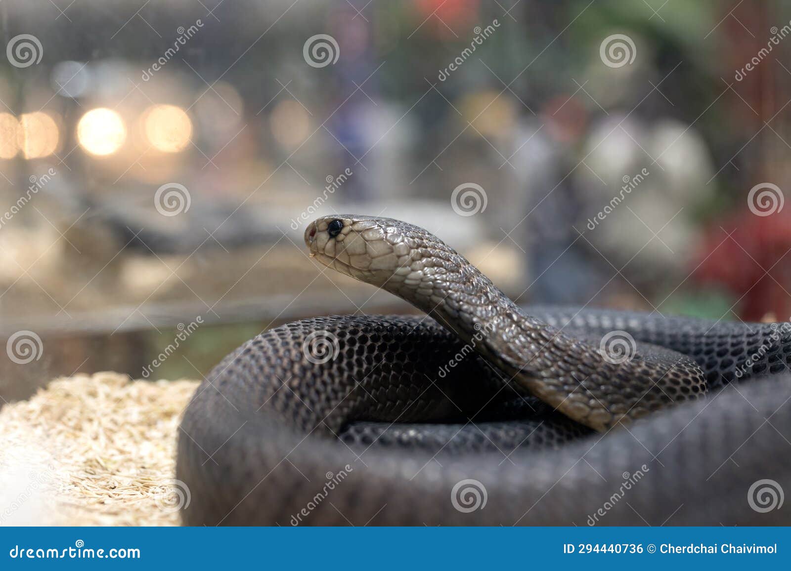 Close-up of a Cobra Coiled on the Ground. Stock Photo - Image of attack ...