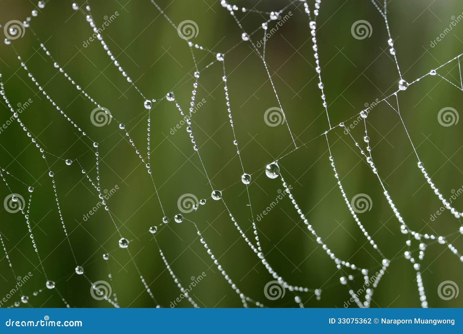 Close-up of cobweb. stock photo. Image of rain, lightweight - 33075362