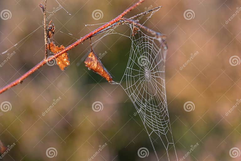 Close-up of a Cobweb with Dewdrops Stock Image - Image of raindrop ...