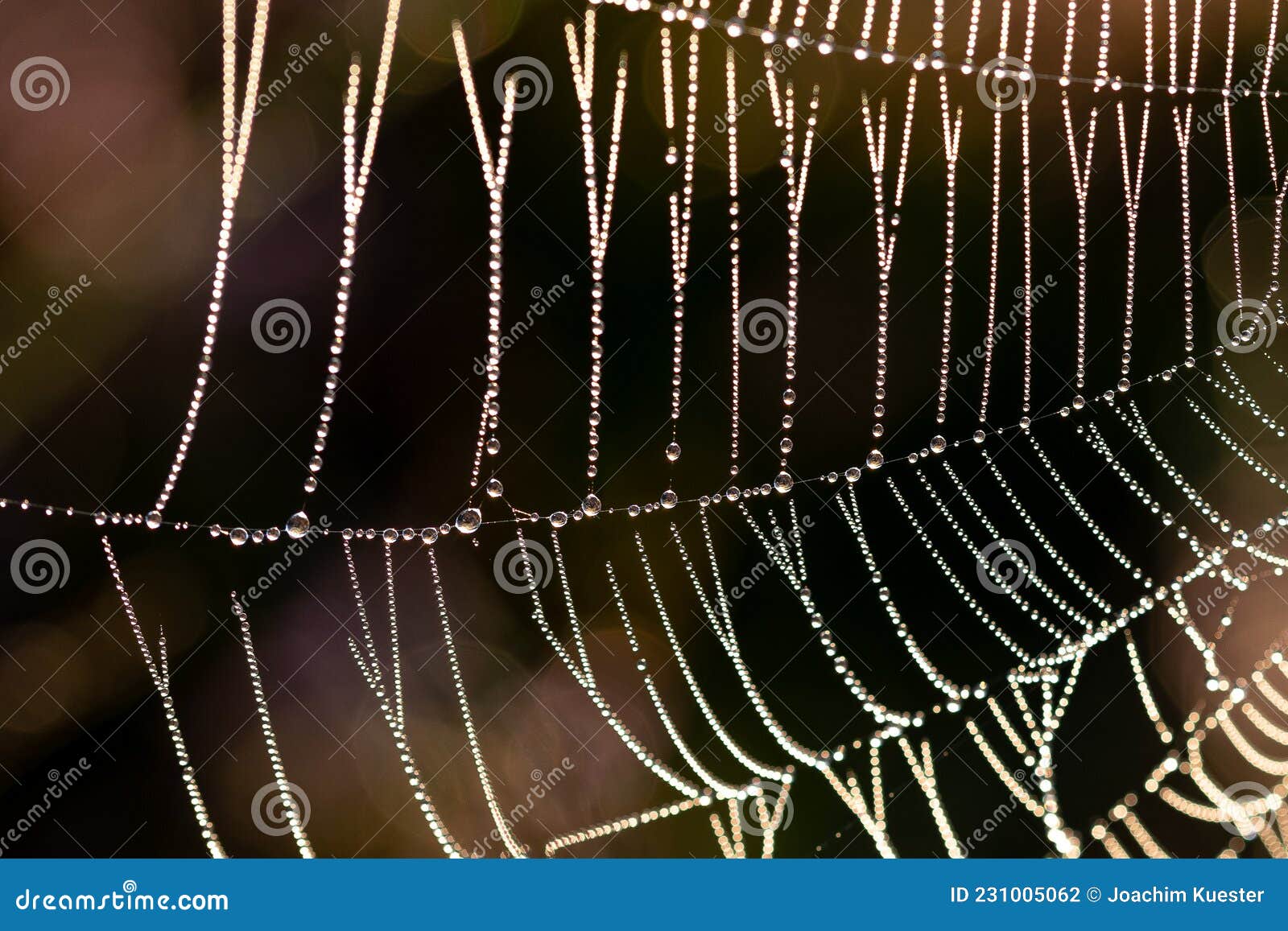 Close-up of a Cobweb with Dewdrops in Backlit Stock Photo - Image of ...