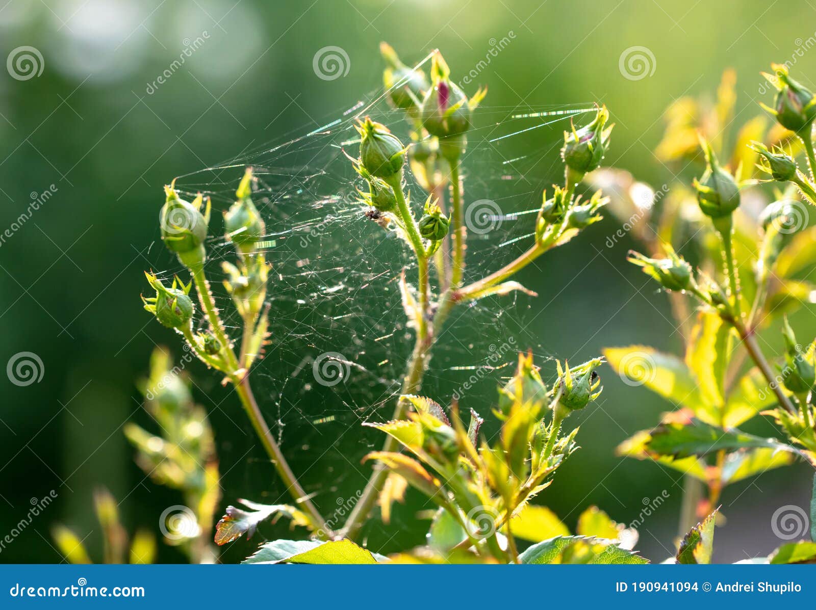 Close Up of Cobweb on a Rose Plant Stock Photo - Image of beautiful ...