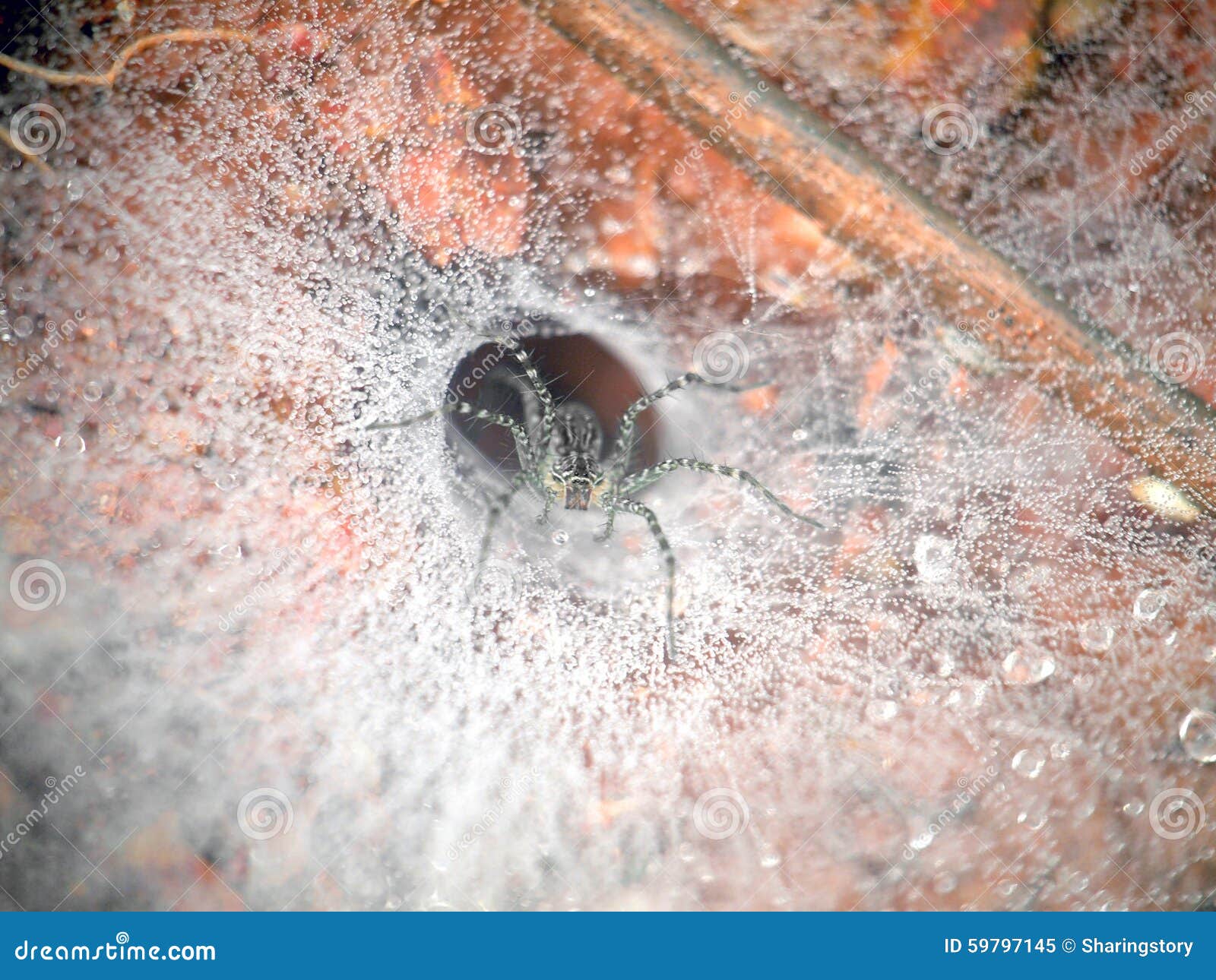 Close Up of Cobweb with Spider Stock Image - Image of nature, catch ...