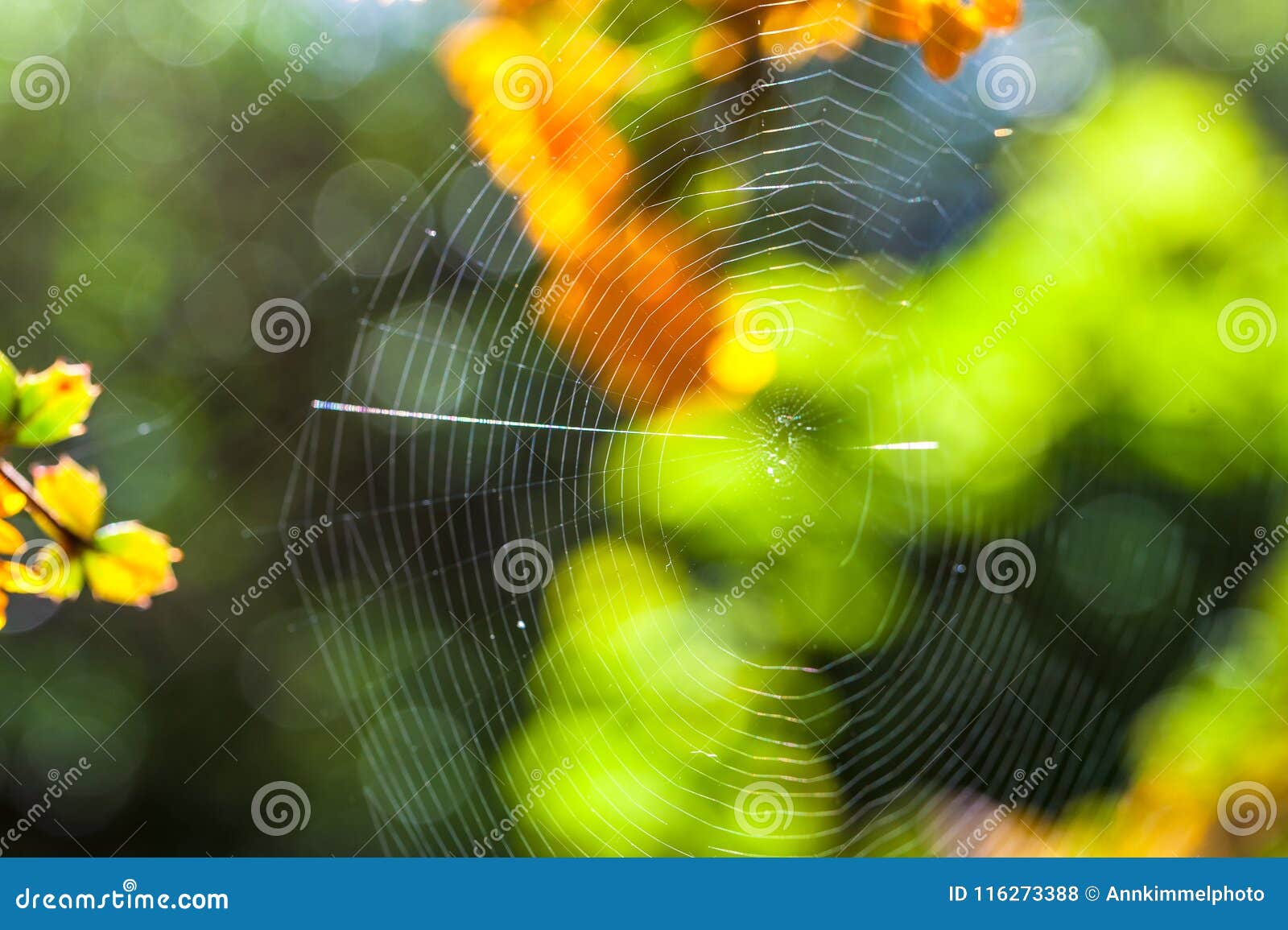 Close Up of Cobweb between Trees Lit by Sunlight. Selective Focus Stock ...