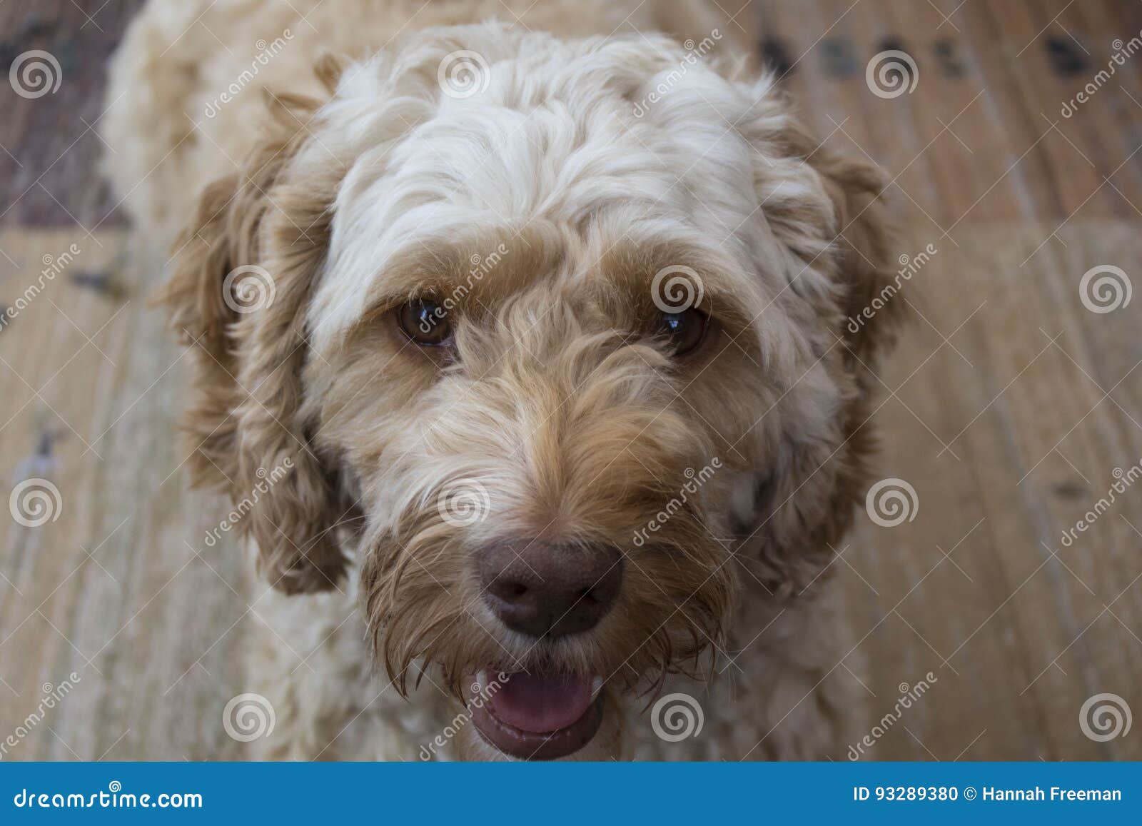 Close-up of cockapoo stock photo. Image of fluffy, doggy - 93289380