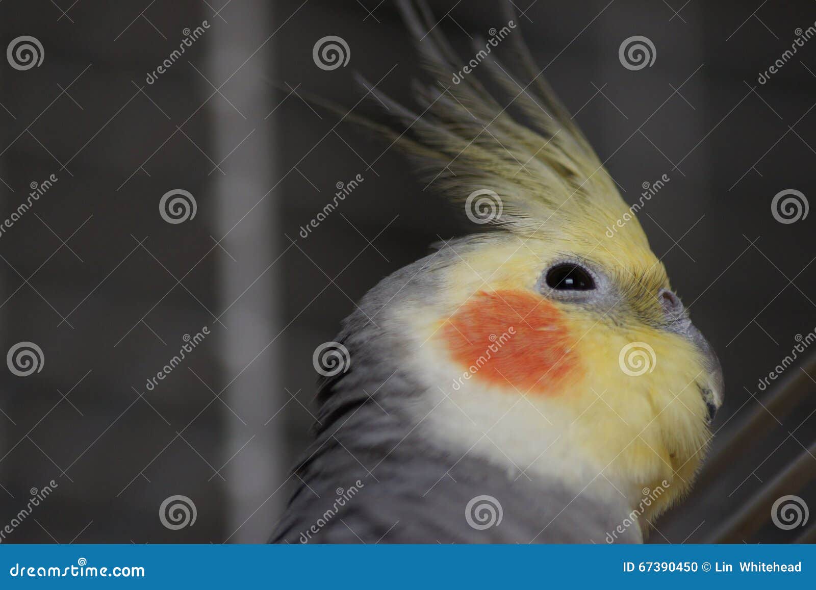Close up cockatiel. stock photo. Image of friendly, sweet - 67390450